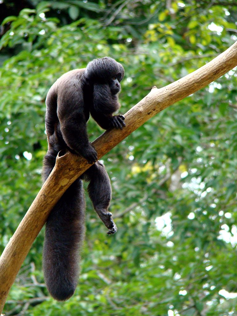 30 Monkeys In the Rainforest (Including Rare Species)