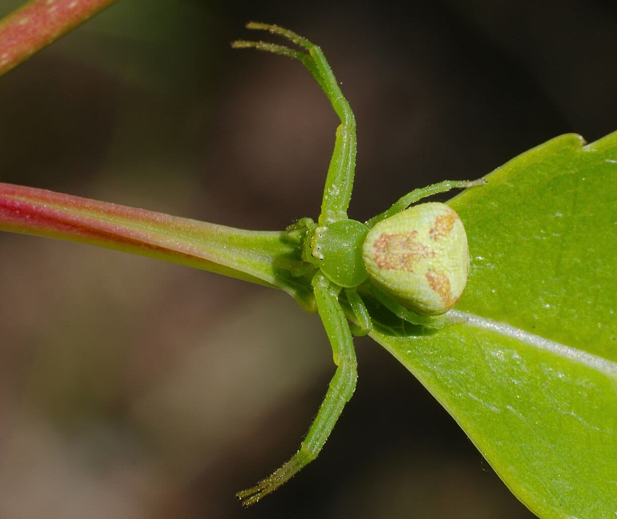 30 Common Green Spiders (Pictures And Identification)