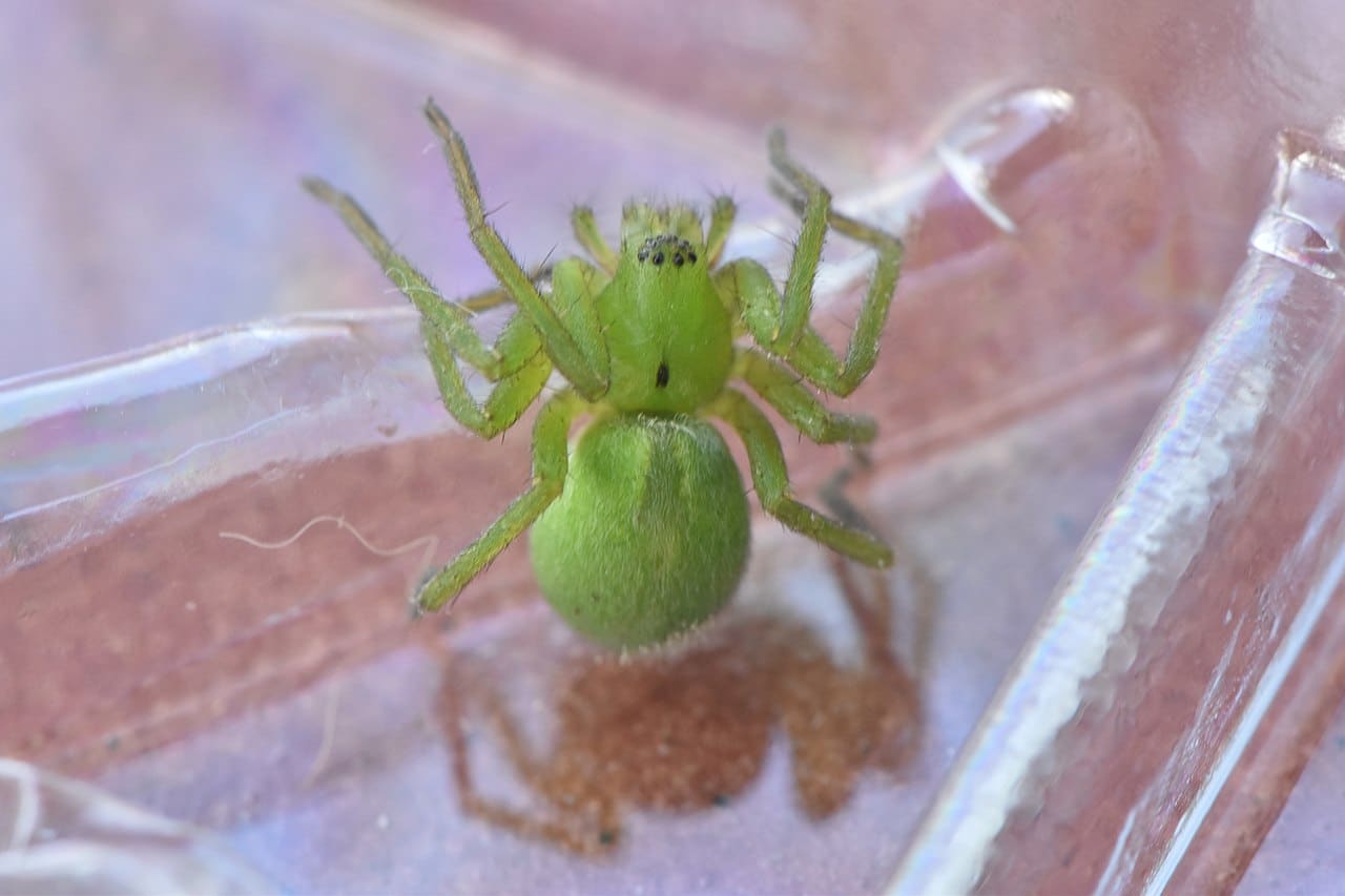 30 Common Green Spiders (Pictures And Identification)