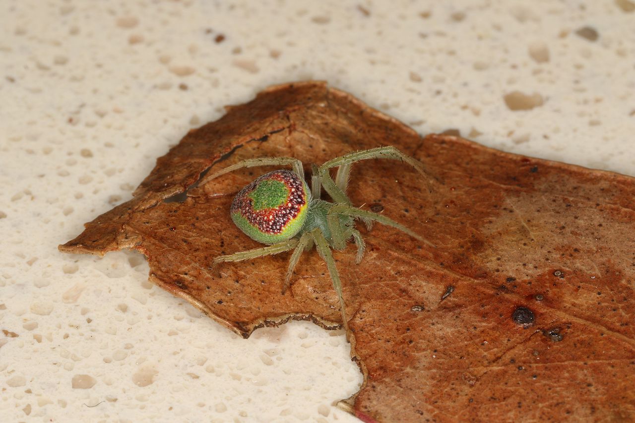 30 Common Green Spiders (Pictures And Identification)