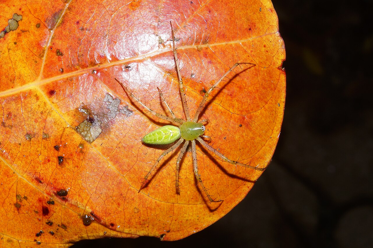 30 Common Green Spiders (Pictures And Identification)