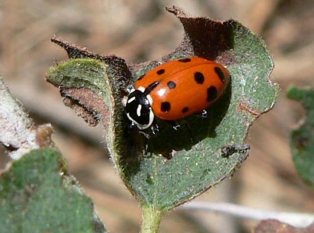 14 Bugs That Look Like Ladybugs (Some Can Bite)