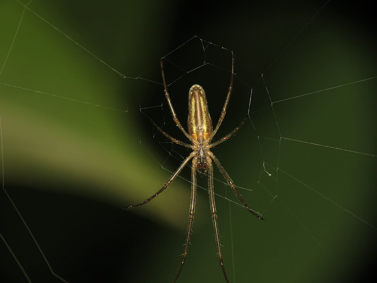 19 Yellow Spiders You May See (Pictures And Identification)