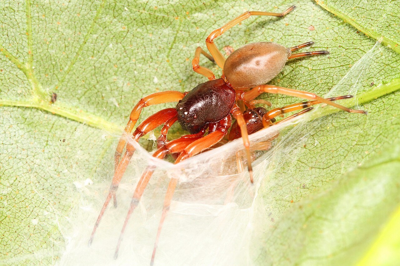 32 Vivid Red Spiders You May See (Pictures & Identification)