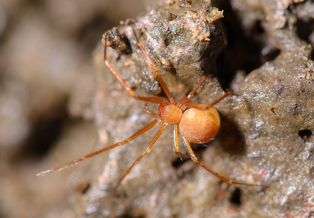 32 Vivid Red Spiders You May See (Pictures & Identification)