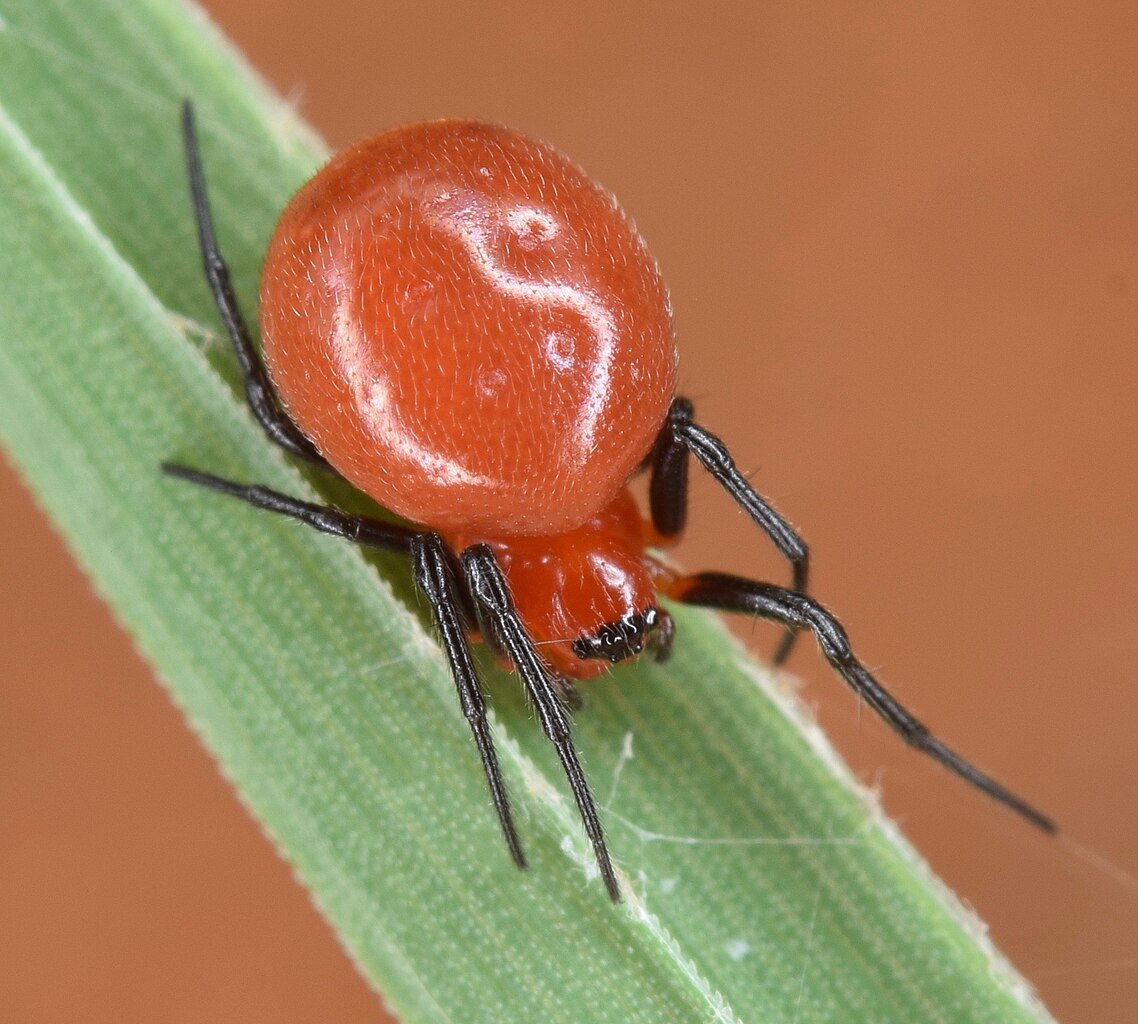 32 Vivid Red Spiders You May See (Pictures & Identification)