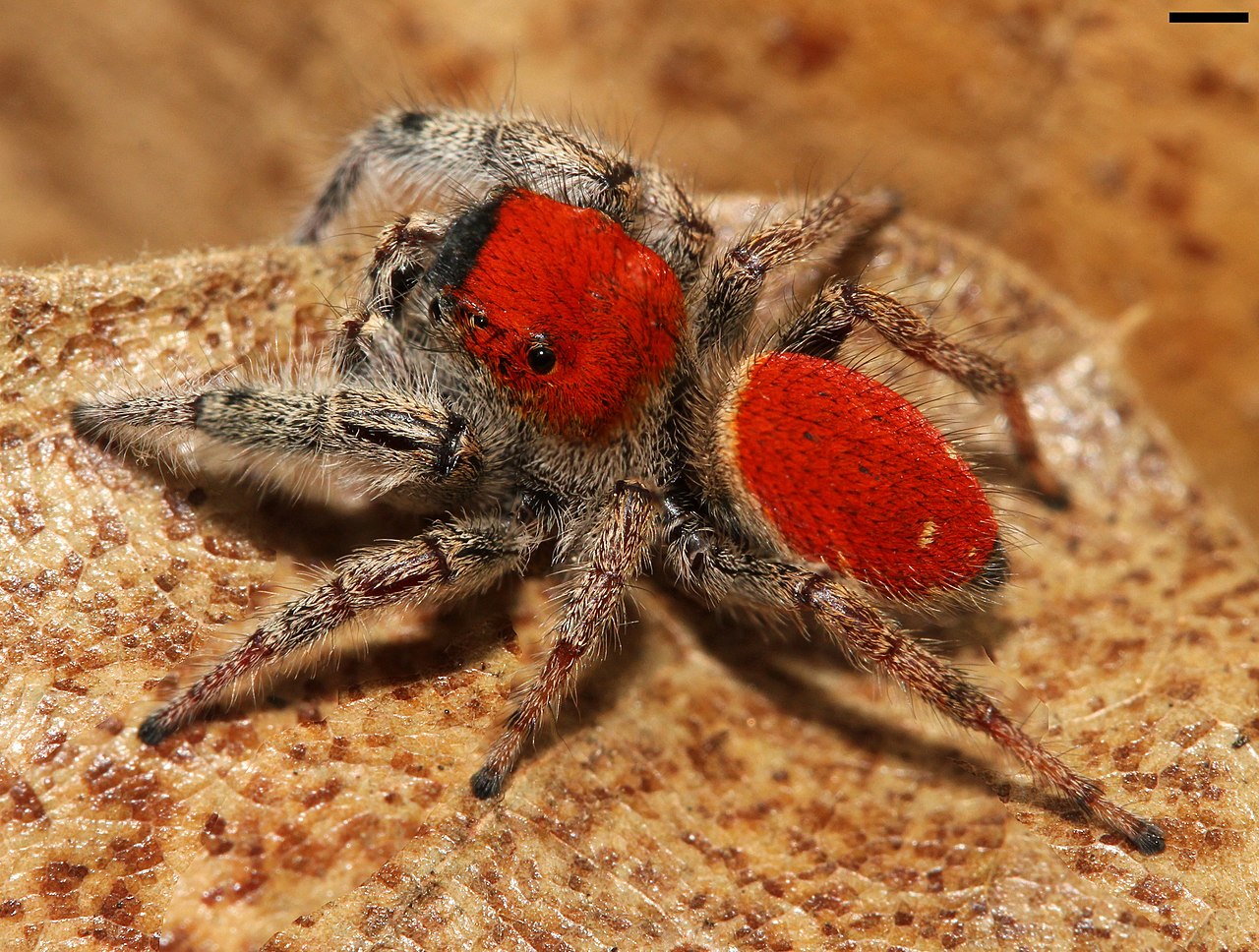 32 Vivid Red Spiders You May See (Pictures & Identification)