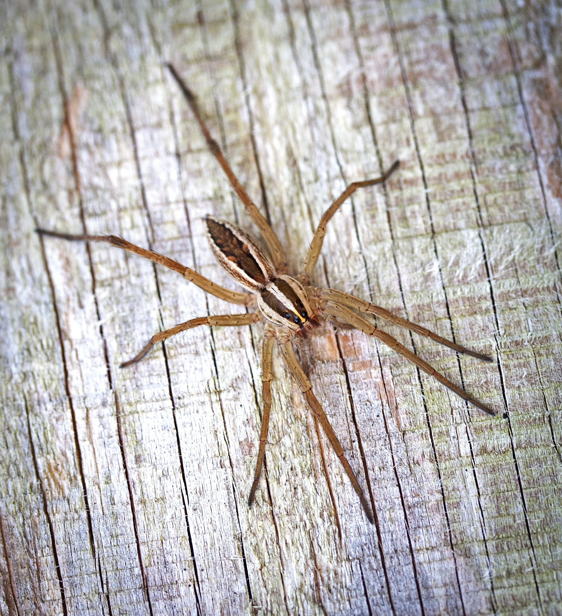 33 Types of Brown Spiders In The United States (with Pictures)