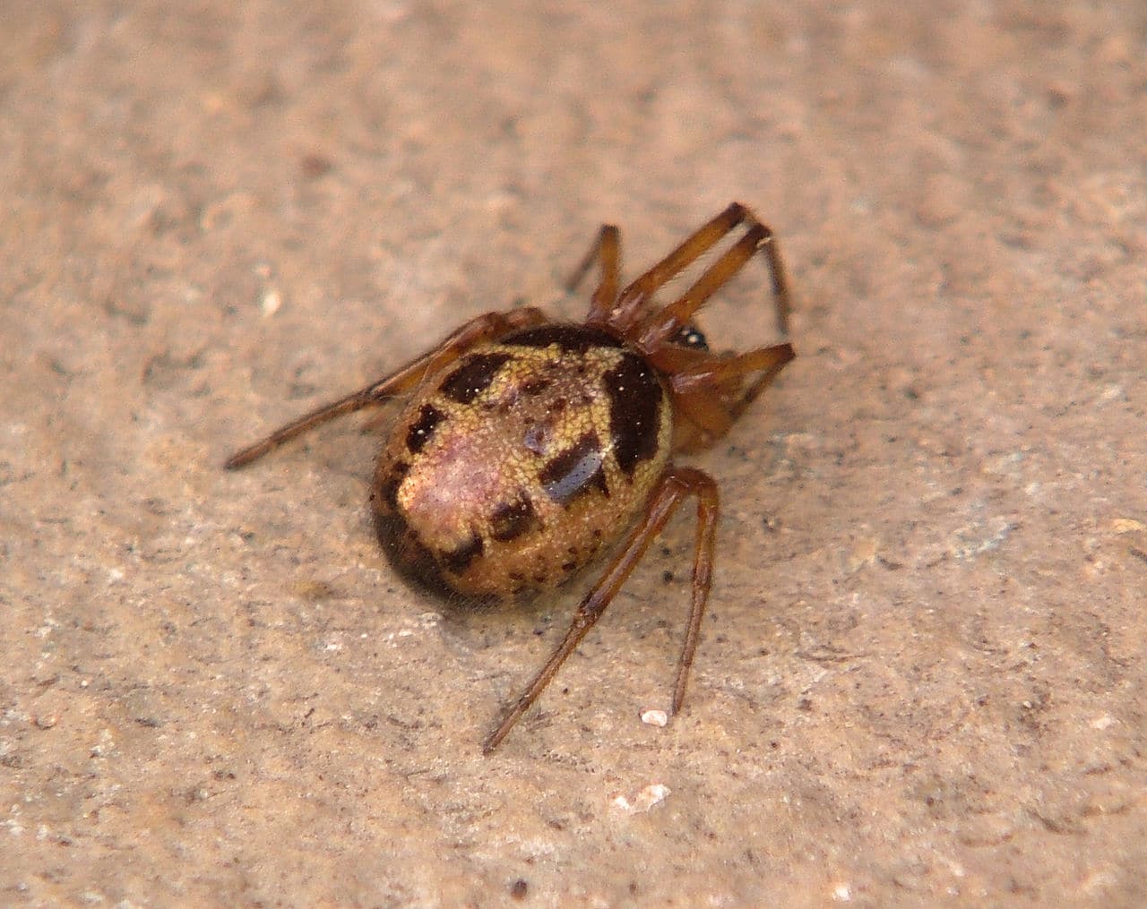 33 Types of Brown Spiders In The United States (with Pictures)