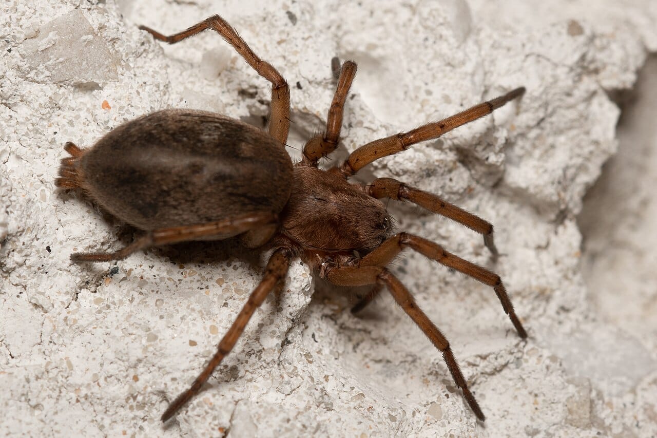 33 Types of Brown Spiders In The United States (with Pictures)