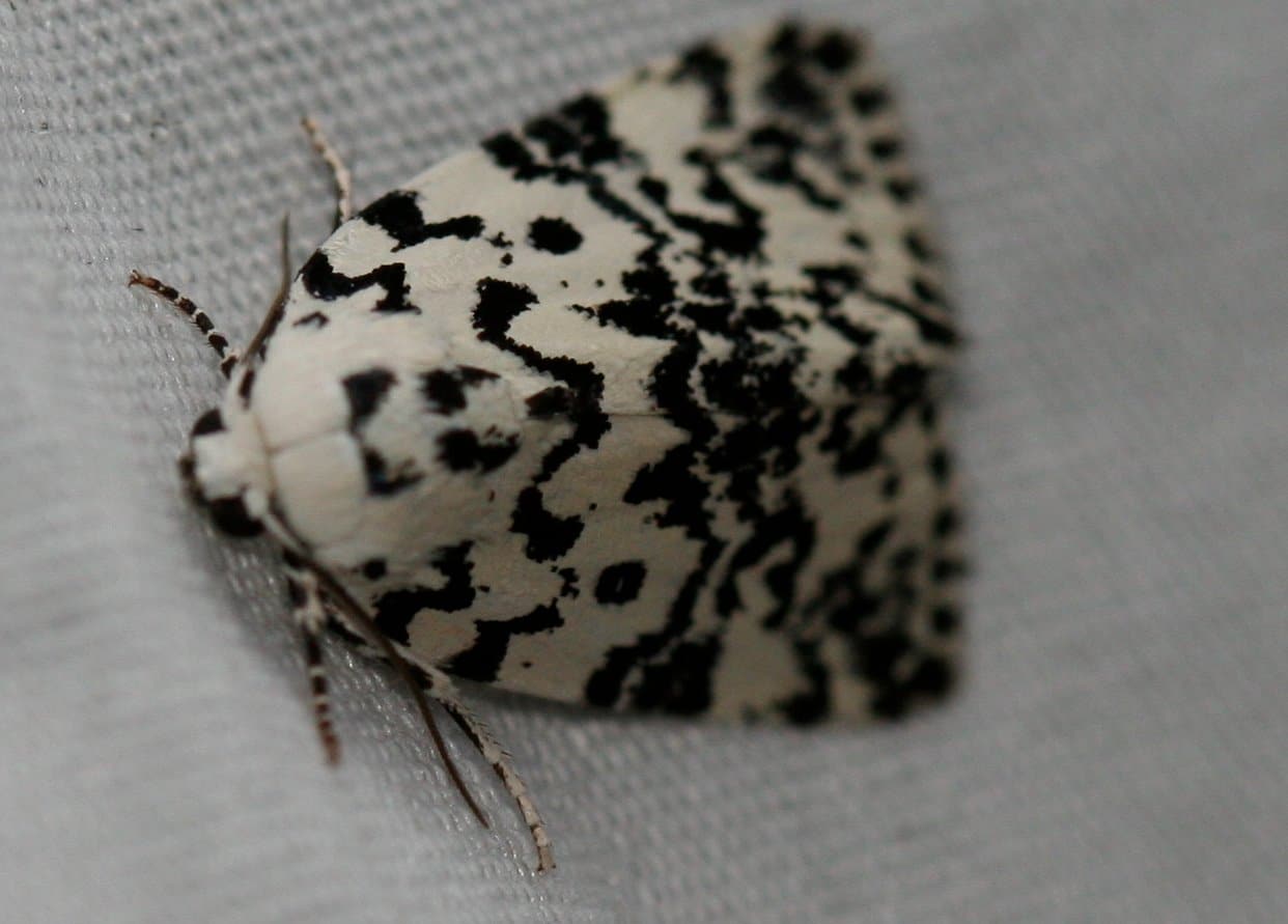 37 Common Black and White Moths (Pictures And Identification)