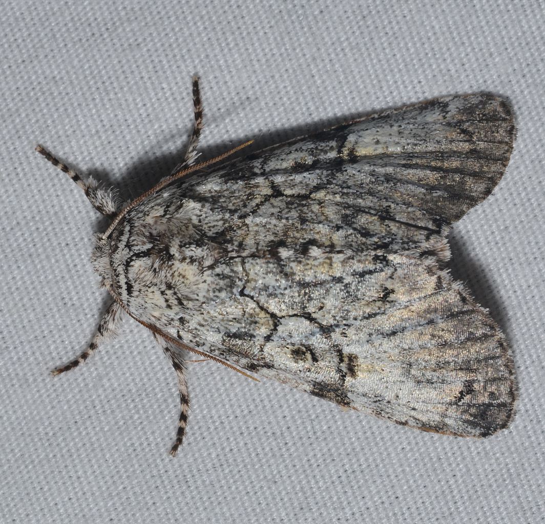 37 Common Black and White Moths (Pictures And Identification)