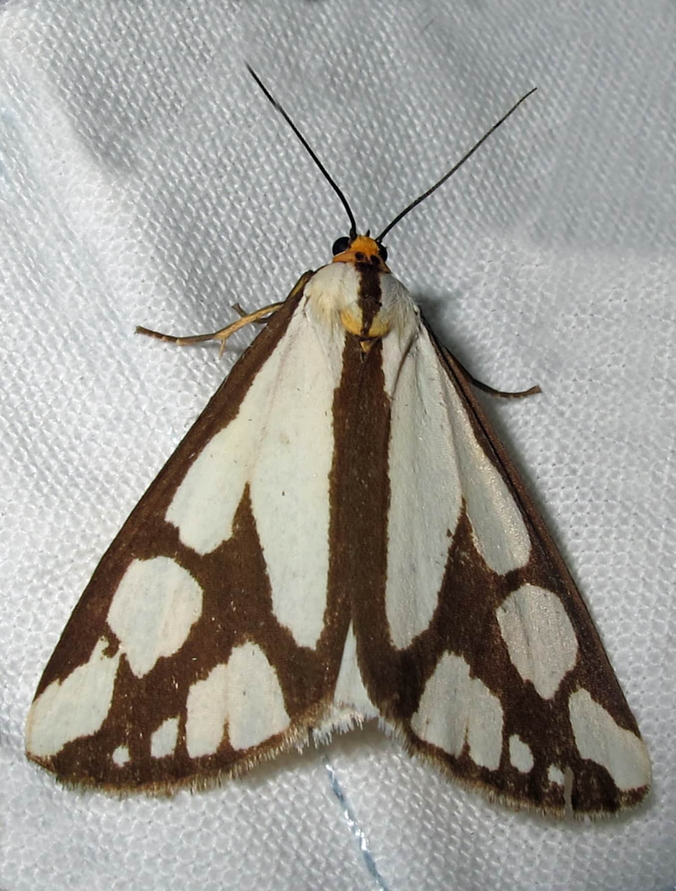 37 Common Black and White Moths (Pictures And Identification)