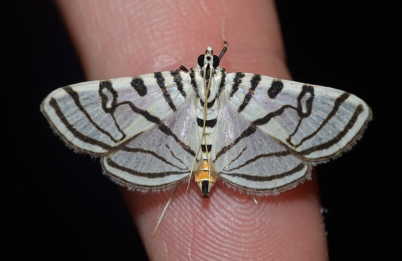 37 Common Black and White Moths (Pictures And Identification)