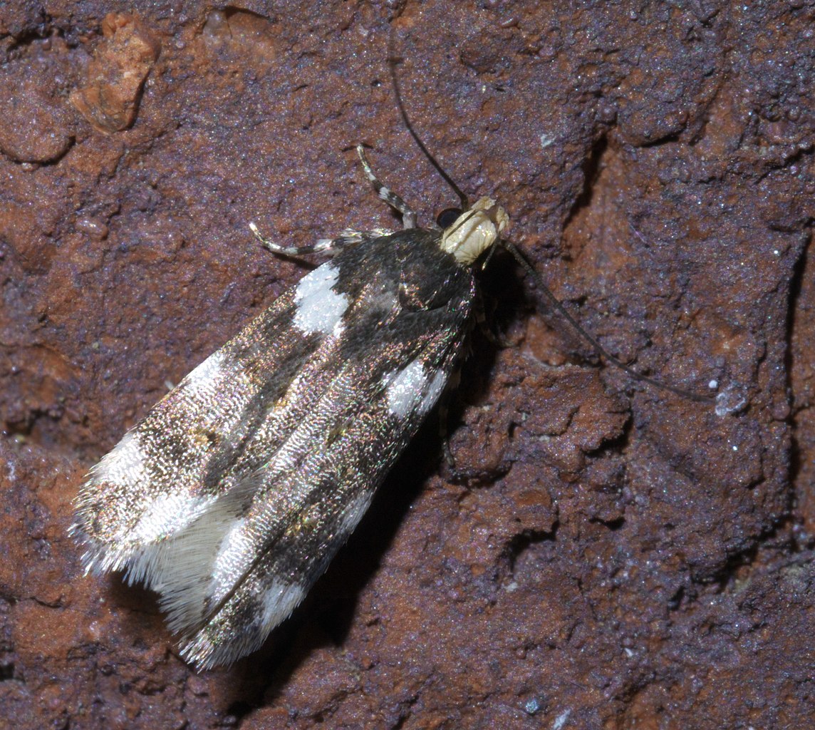 37 Common Black and White Moths (Pictures And Identification)