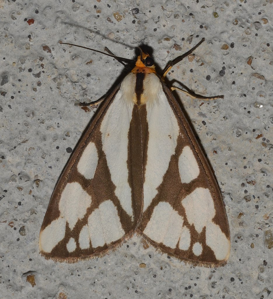 37 Common Black and White Moths (Pictures And Identification)