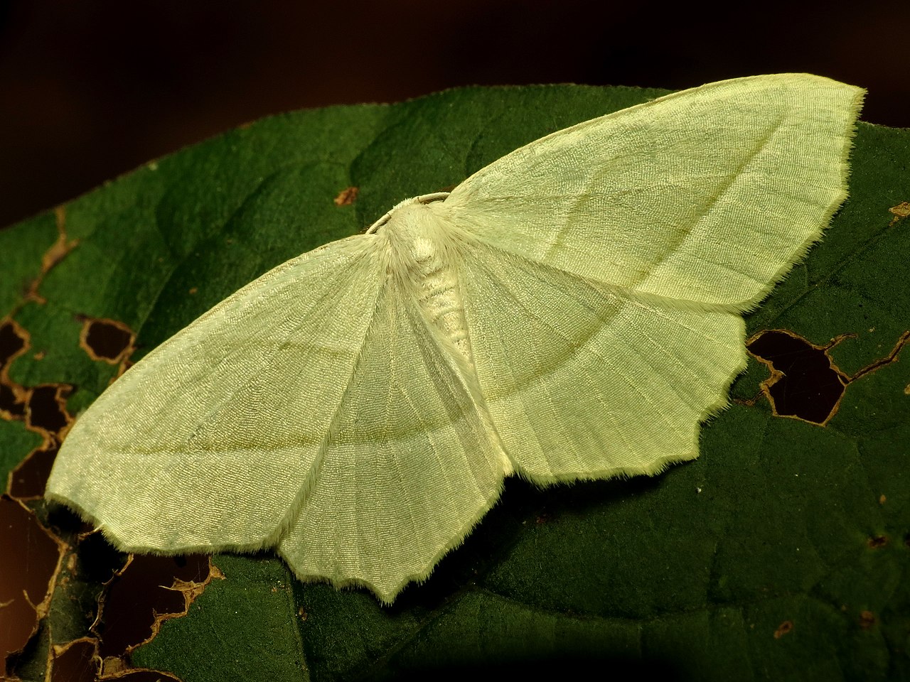 28 Amazing Green Moths (Pictures and Identification)