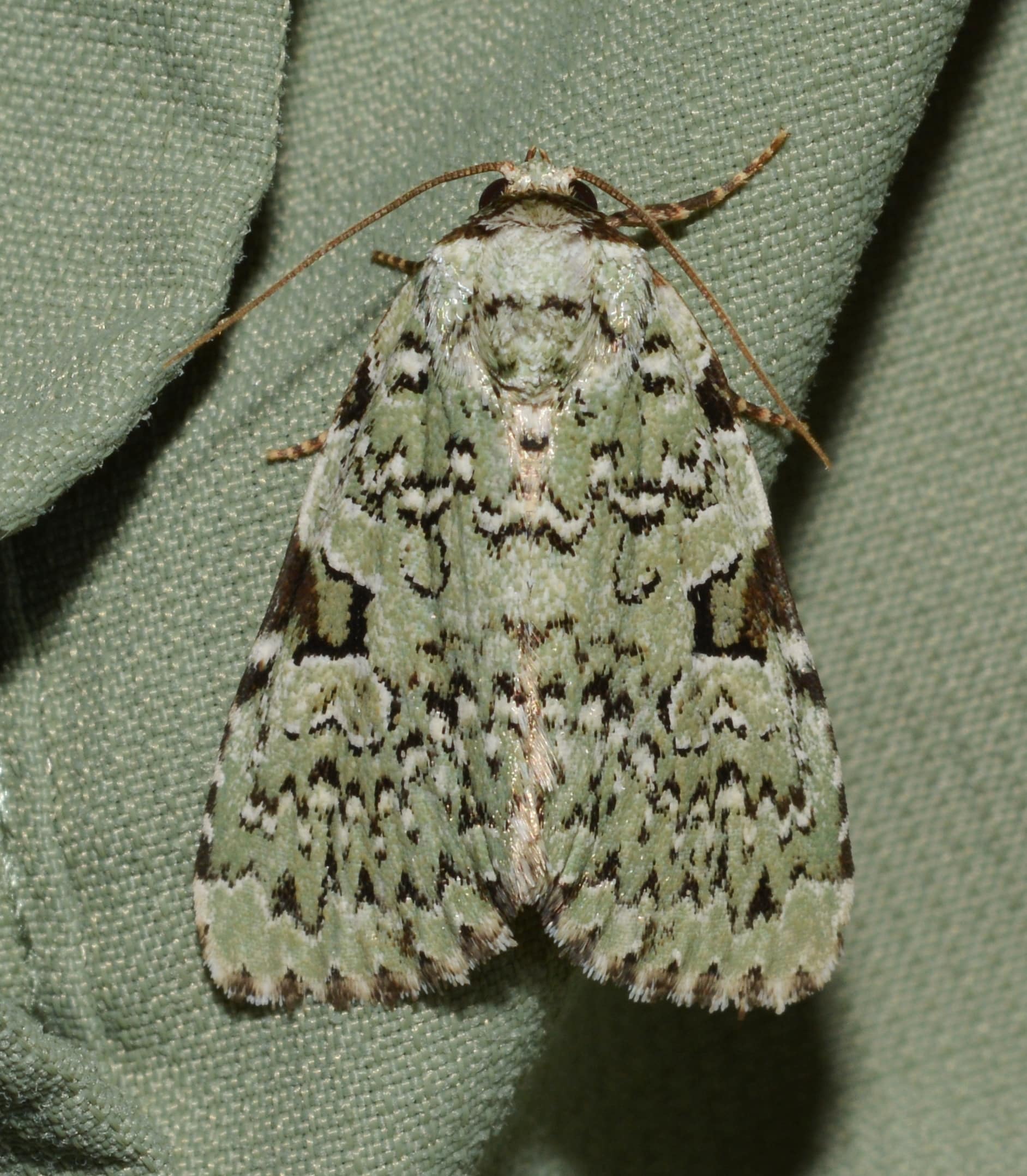 28 Amazing Green Moths (Pictures and Identification)