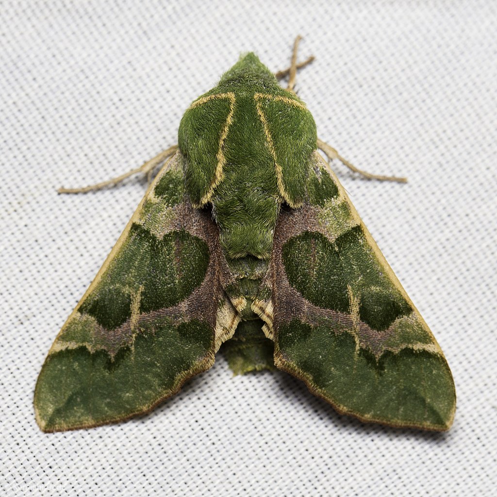 28 Amazing Green Moths (Pictures and Identification)
