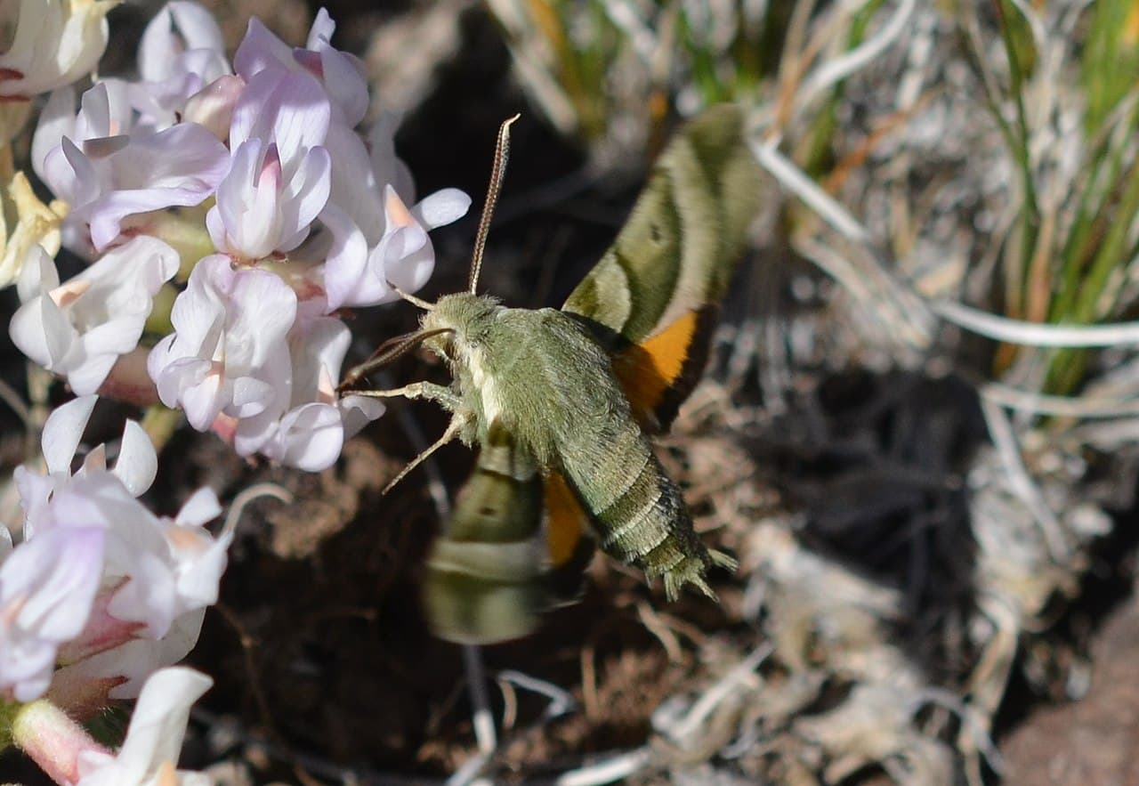 28 Amazing Green Moths (Pictures and Identification)