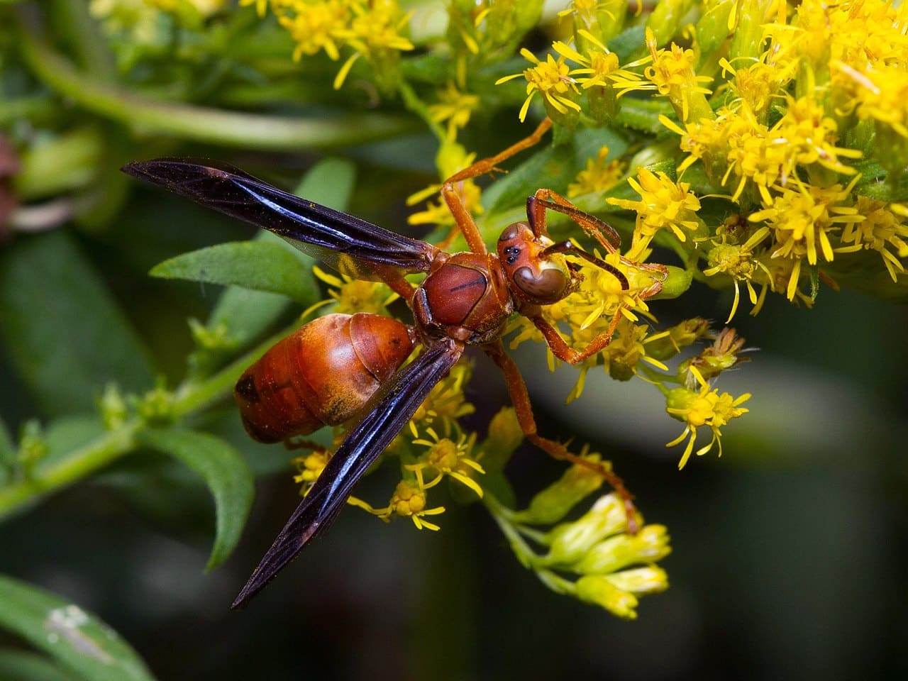 19 Amazing Red Wasps (Pictures And Identification Guide)
