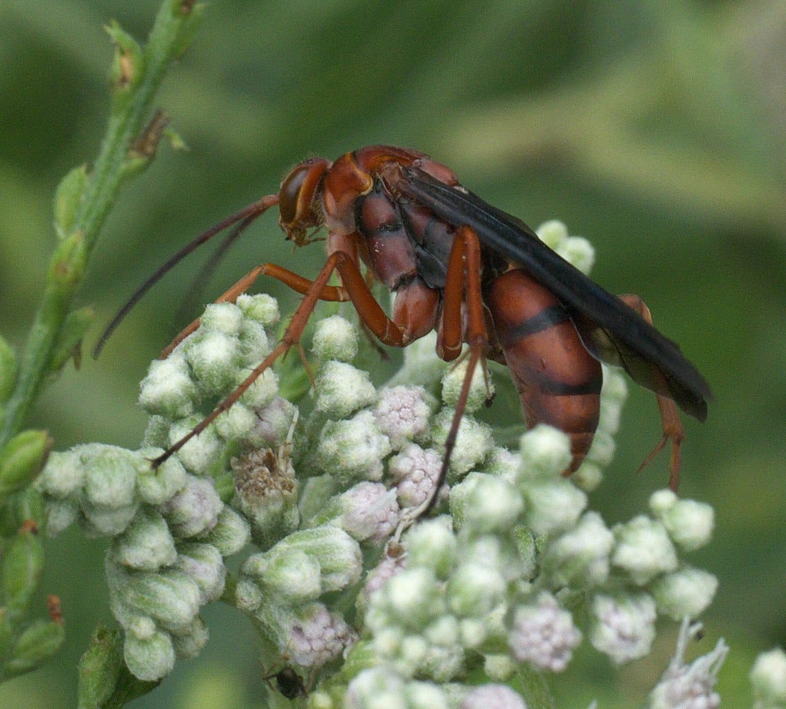 19 Amazing Red Wasps (Pictures And Identification Guide)