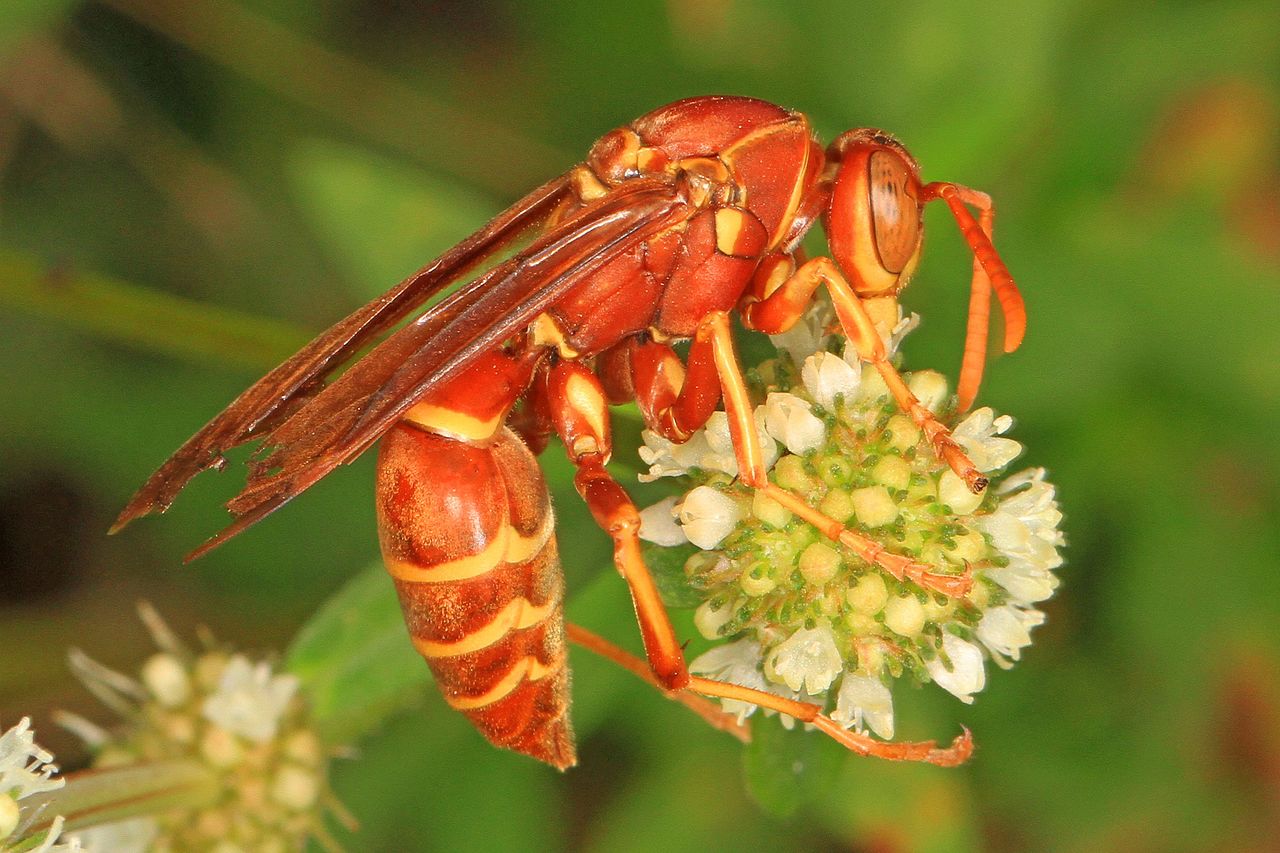 19 Amazing Red Wasps (Pictures And Identification Guide)
