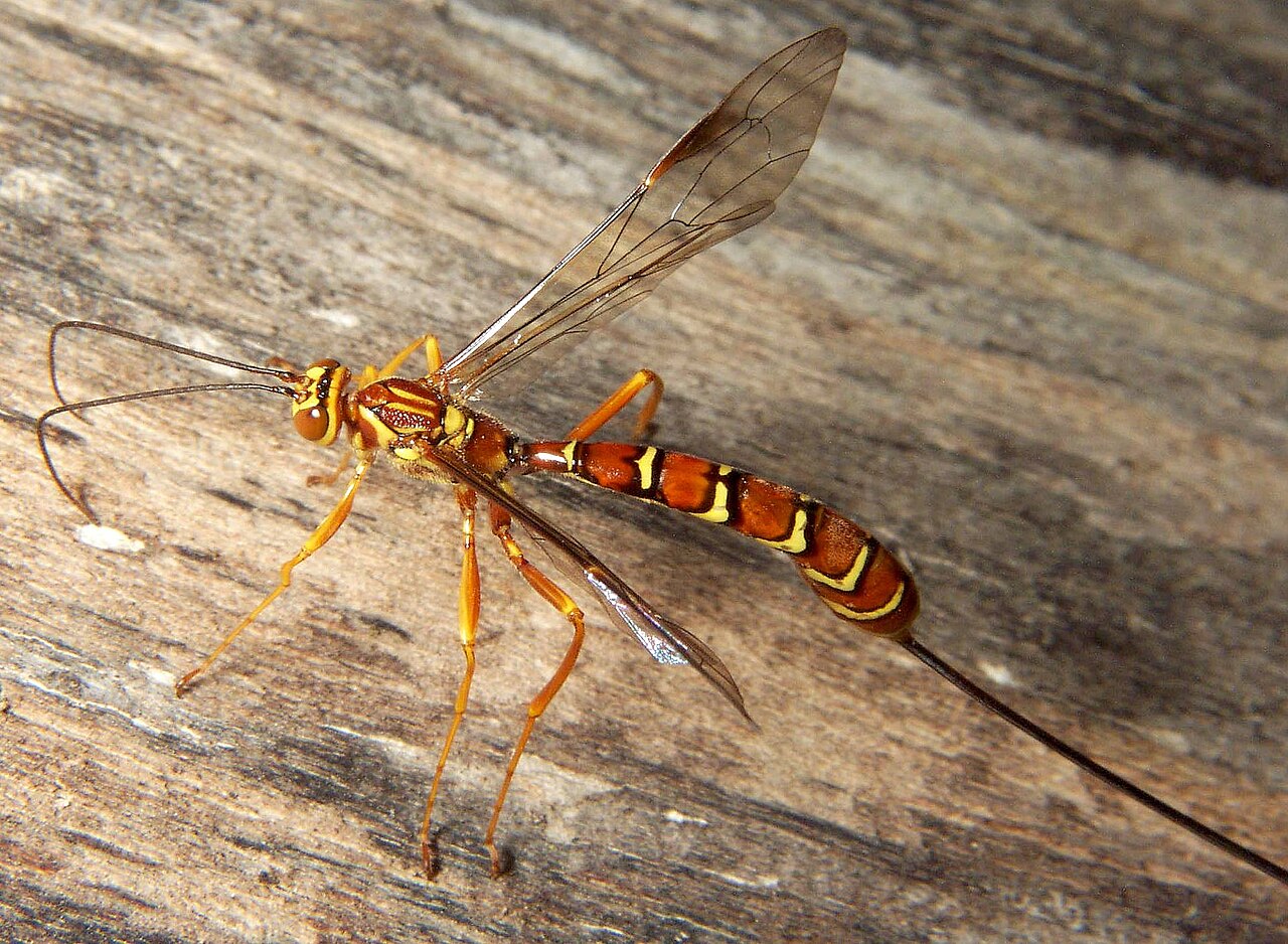 19 Amazing Red Wasps (Pictures And Identification Guide)