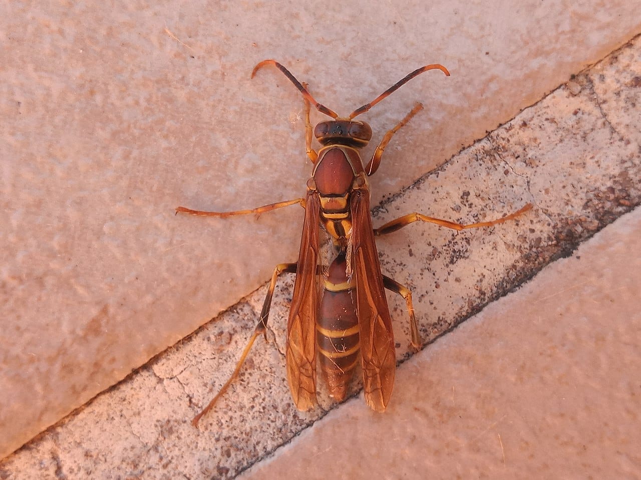 19 Amazing Red Wasps (Pictures And Identification Guide)