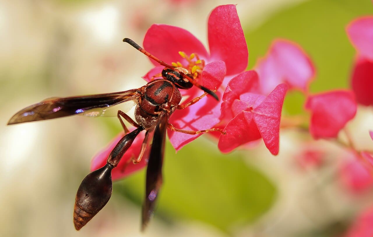 19 Amazing Red Wasps (Pictures And Identification Guide)