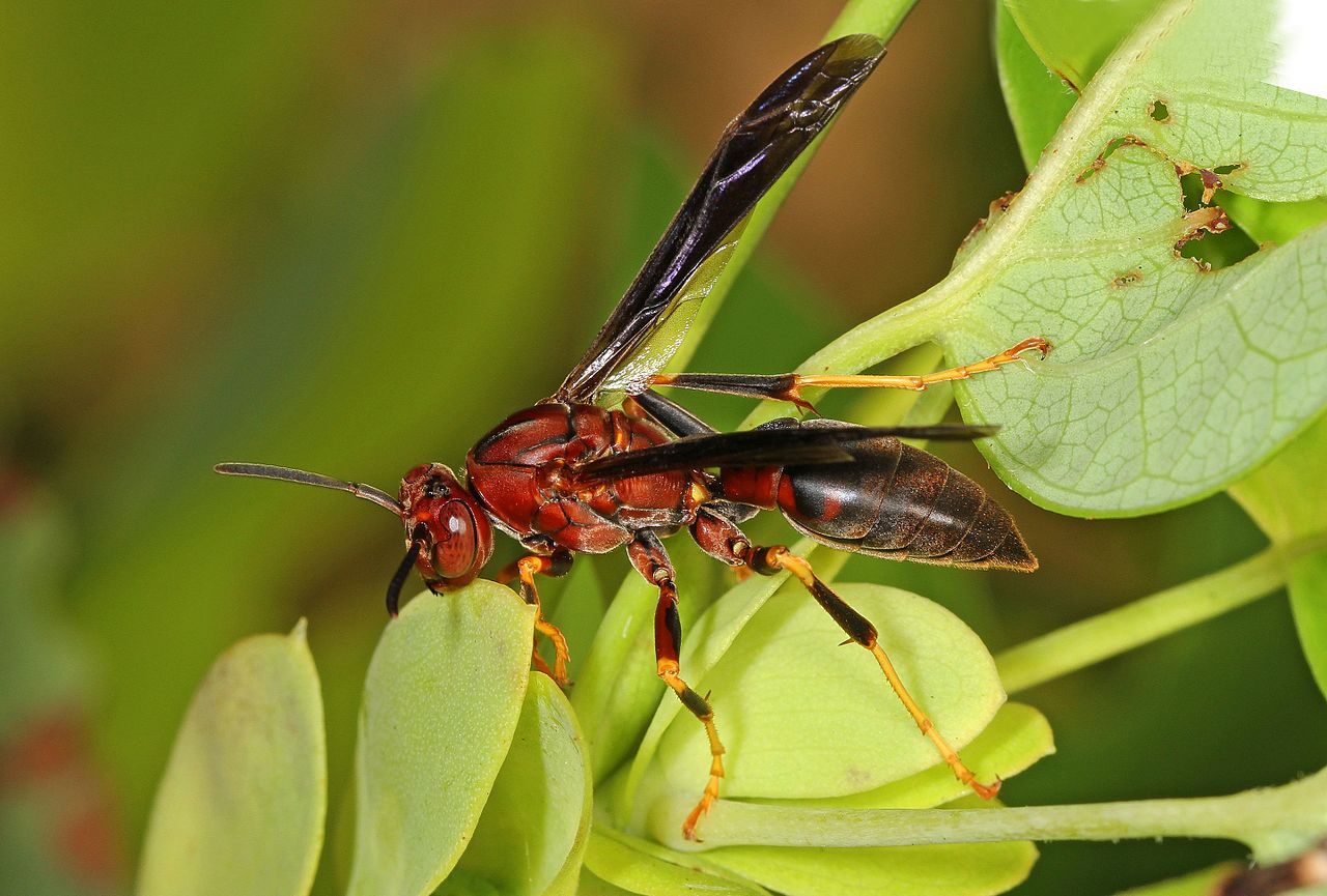 19 Amazing Red Wasps (Pictures And Identification Guide)