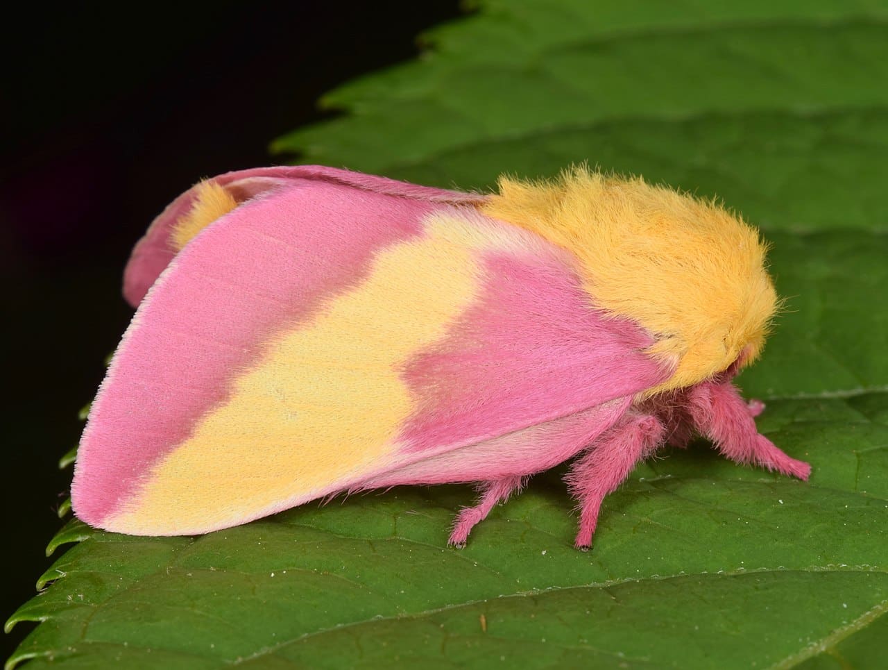 44 Types of Yellow Moths (Pictures And Identification)