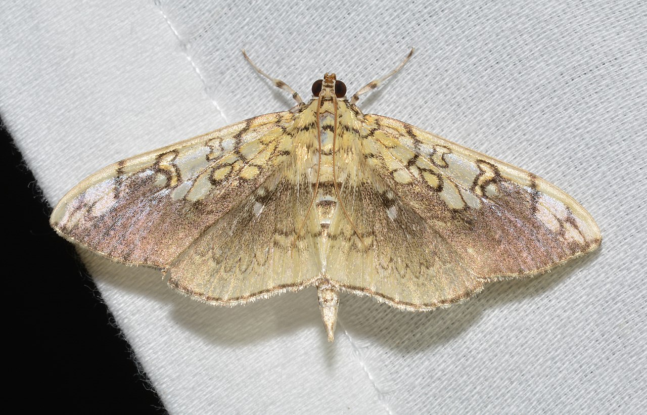 44 Types of Yellow Moths (Pictures And Identification)