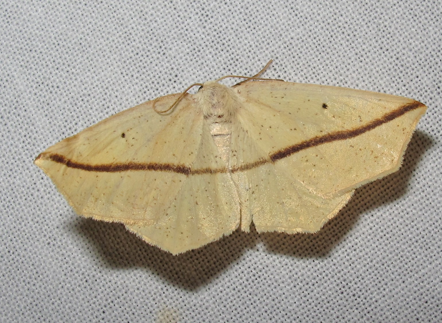 44 Types of Yellow Moths (Pictures And Identification)