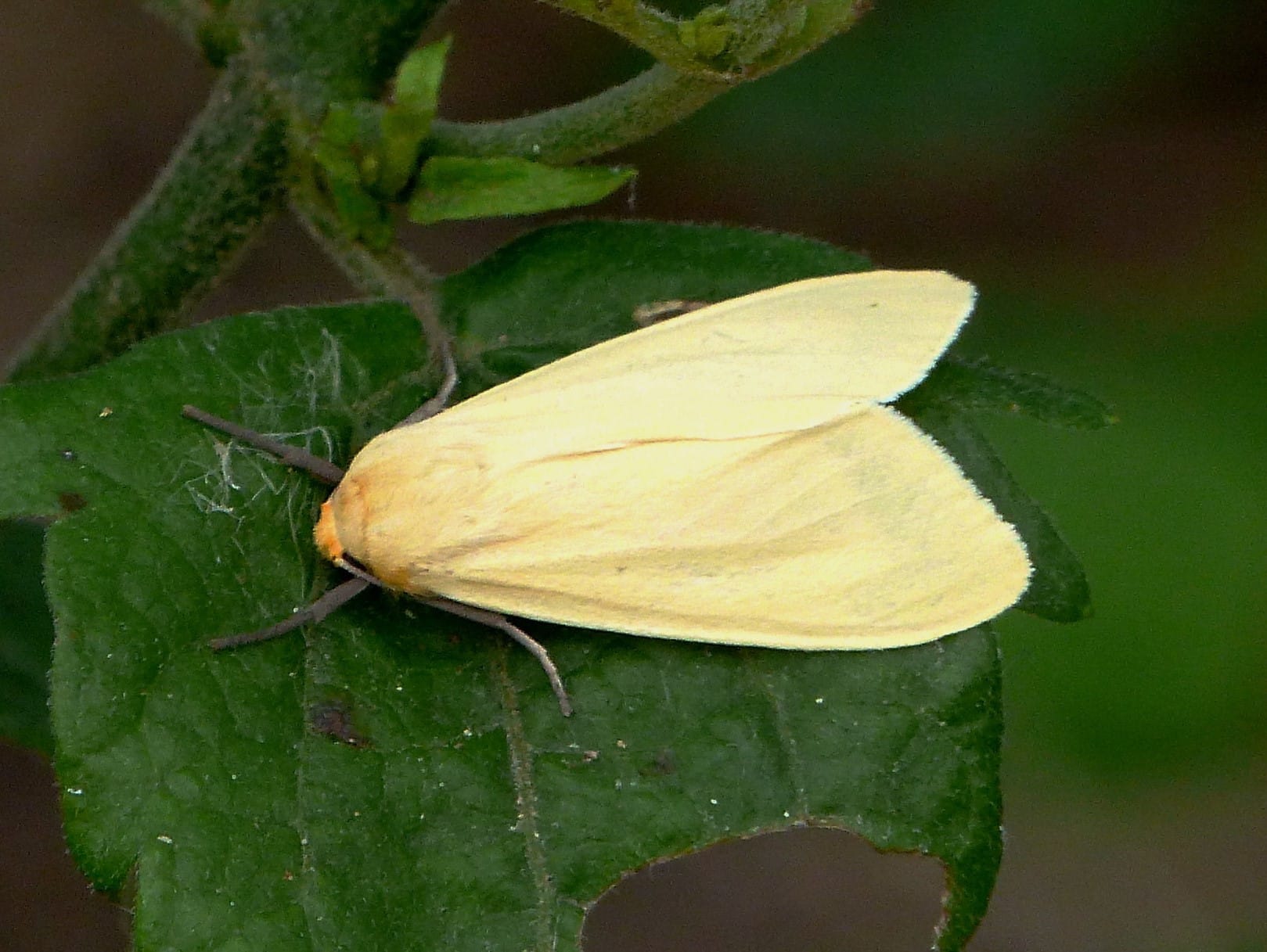 44 Types of Yellow Moths (Pictures And Identification)