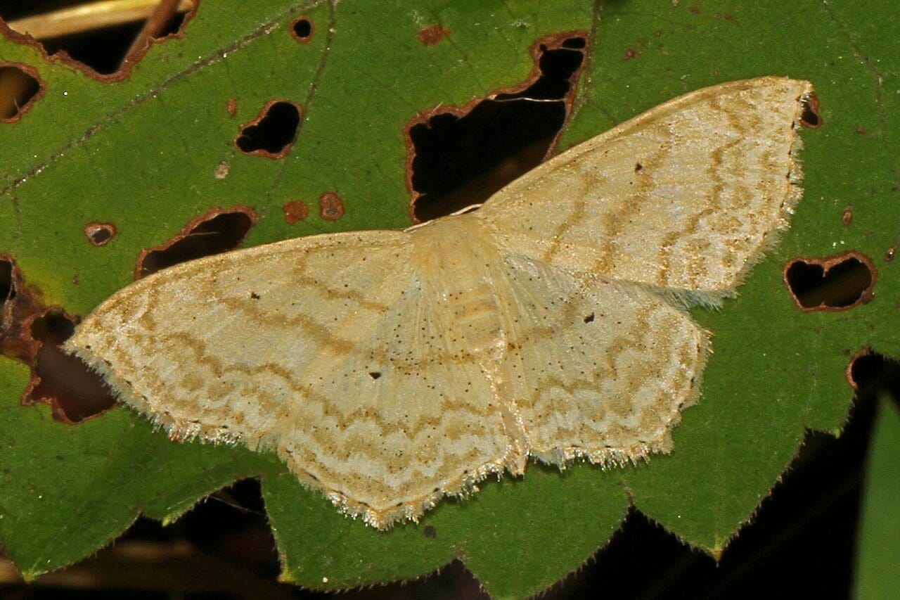 44 Types of Yellow Moths (Pictures And Identification)