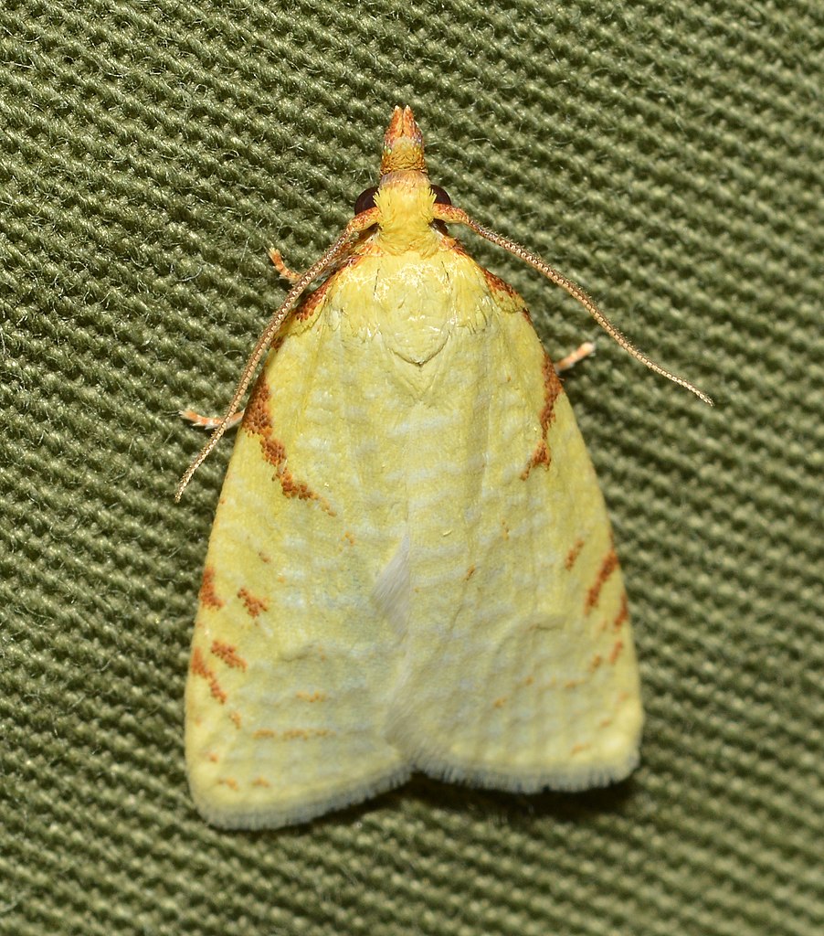 44 Types of Yellow Moths (Pictures And Identification)