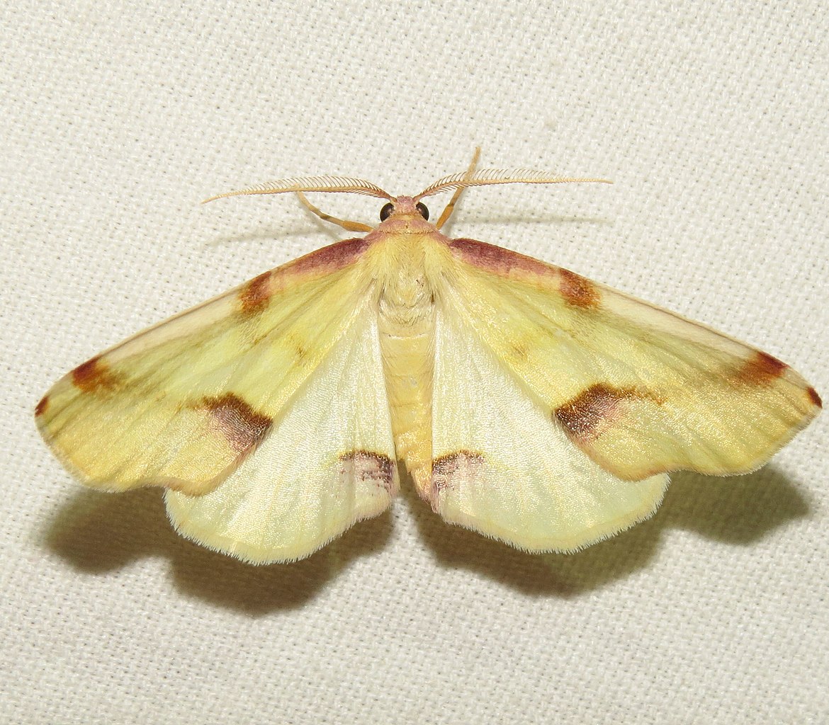44 Types of Yellow Moths (Pictures And Identification)