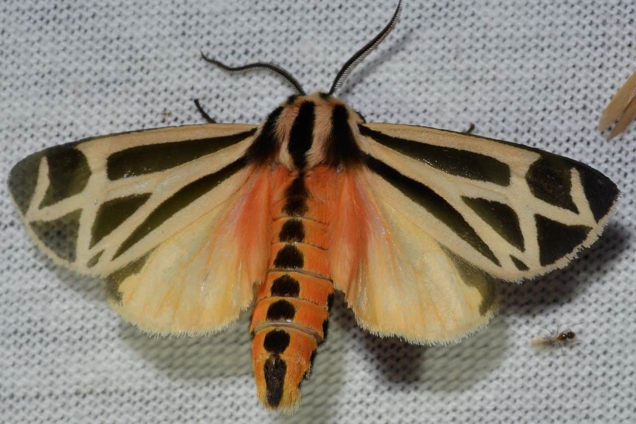 44 Types of Yellow Moths (Pictures And Identification)