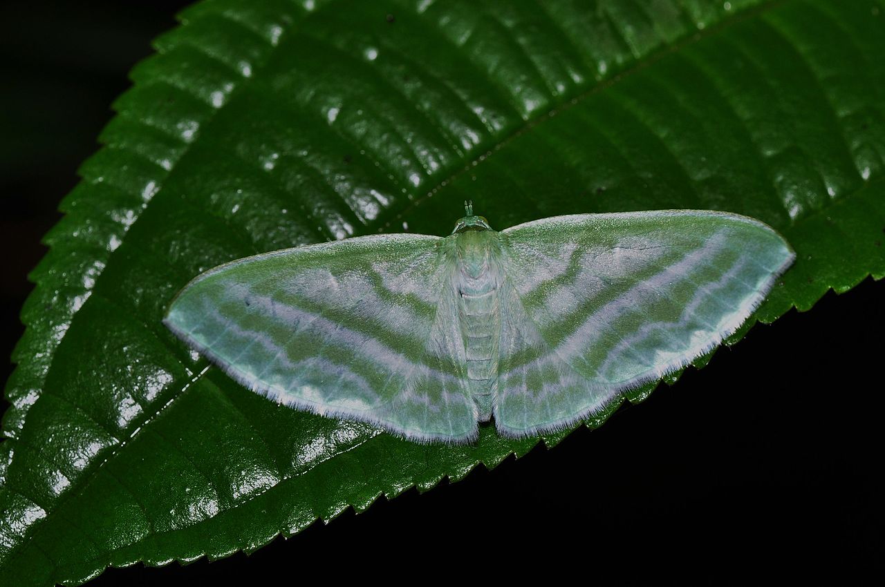 17 Stunning Blue Moths (Pictures And Identification)
