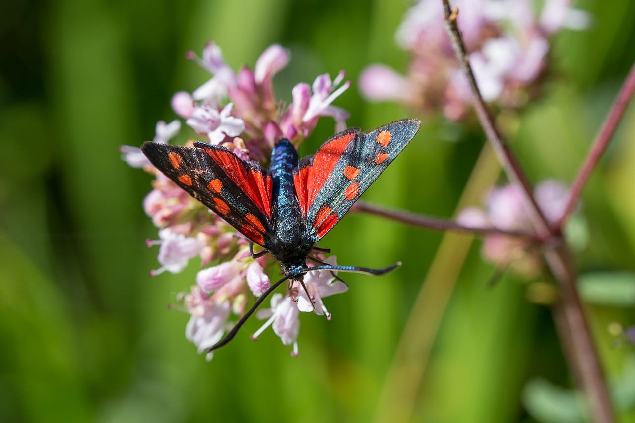 17 Stunning Blue Moths (Pictures And Identification)