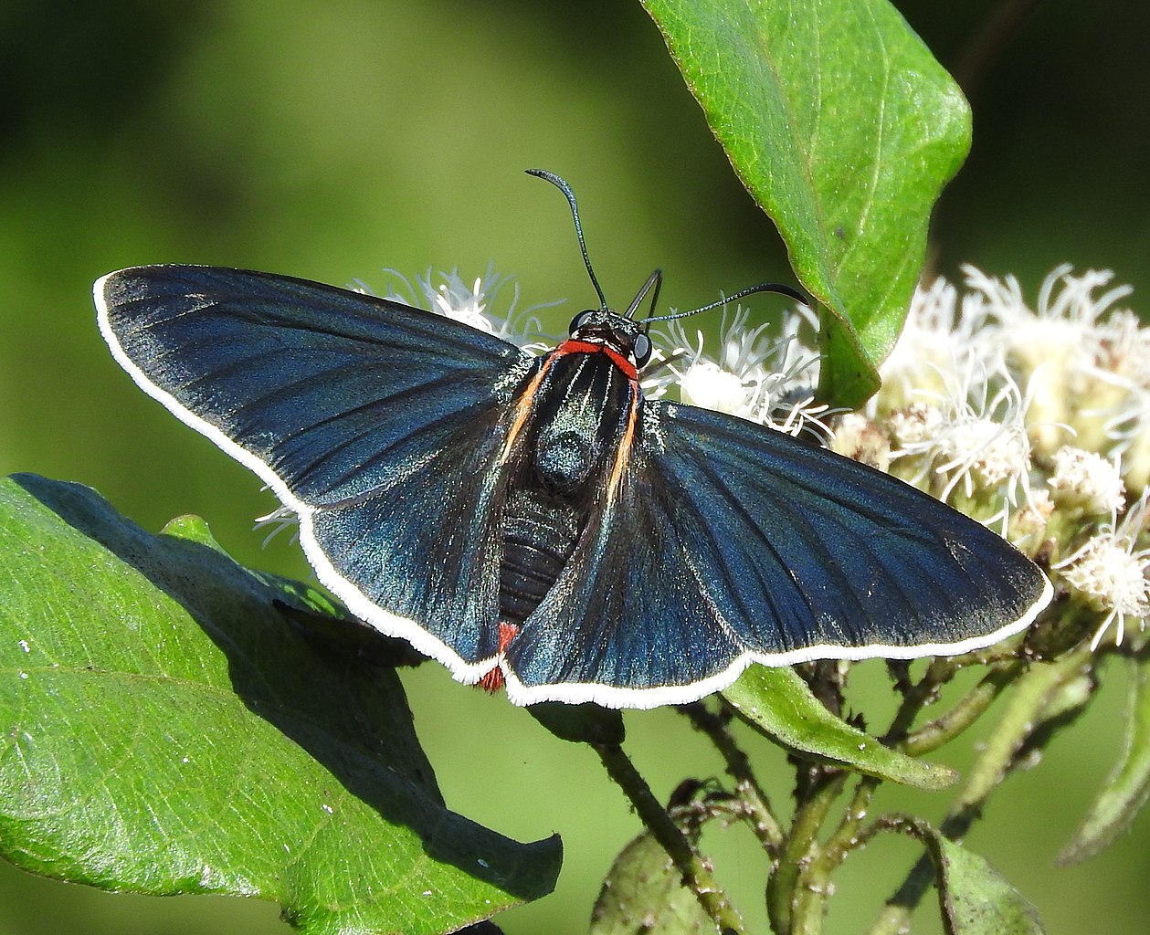 17 Stunning Blue Moths (Pictures And Identification)