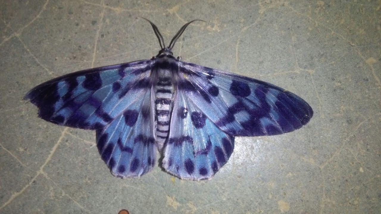 17 Stunning Blue Moths (Pictures And Identification)