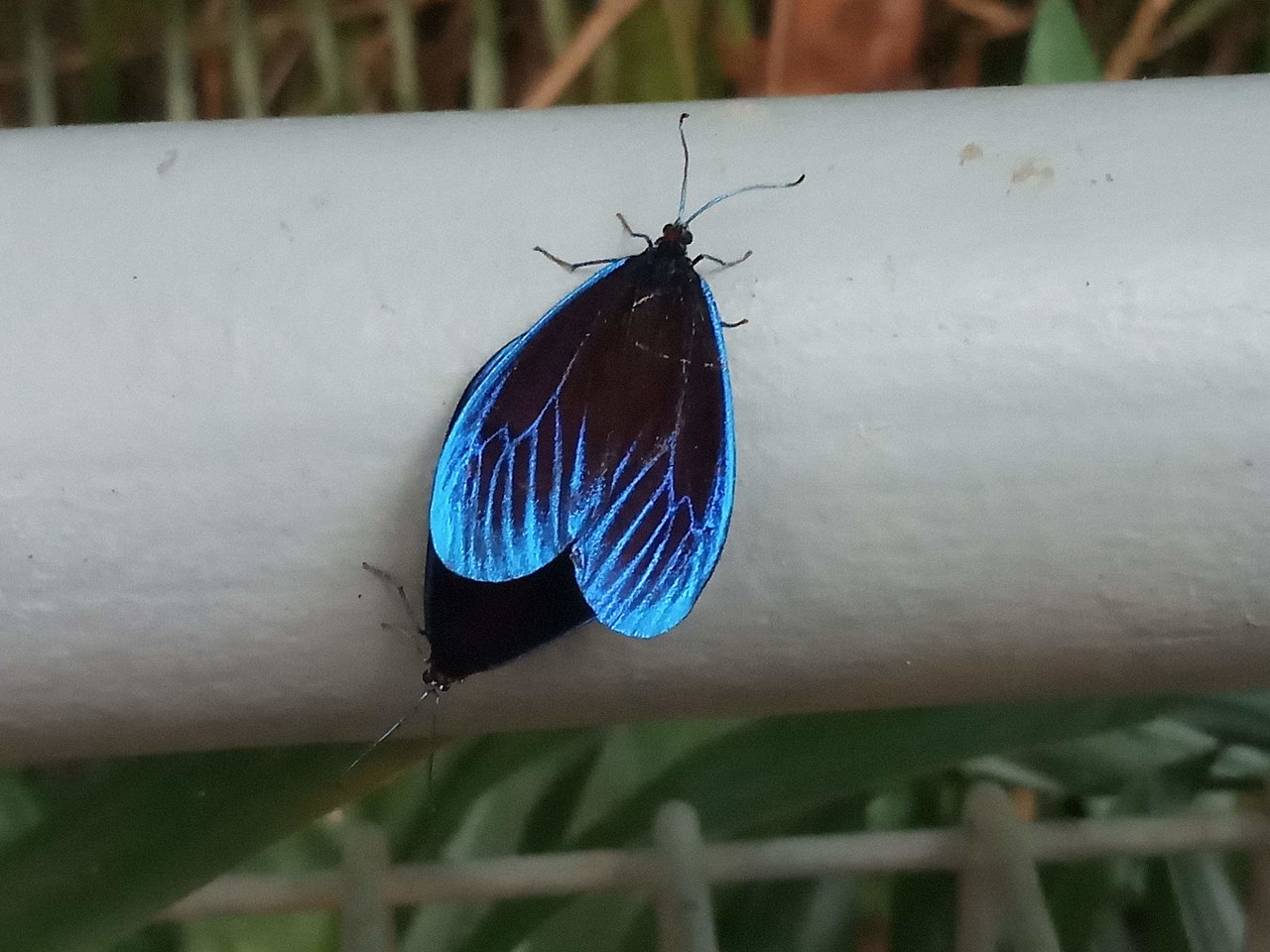 17 Stunning Blue Moths (Pictures And Identification)