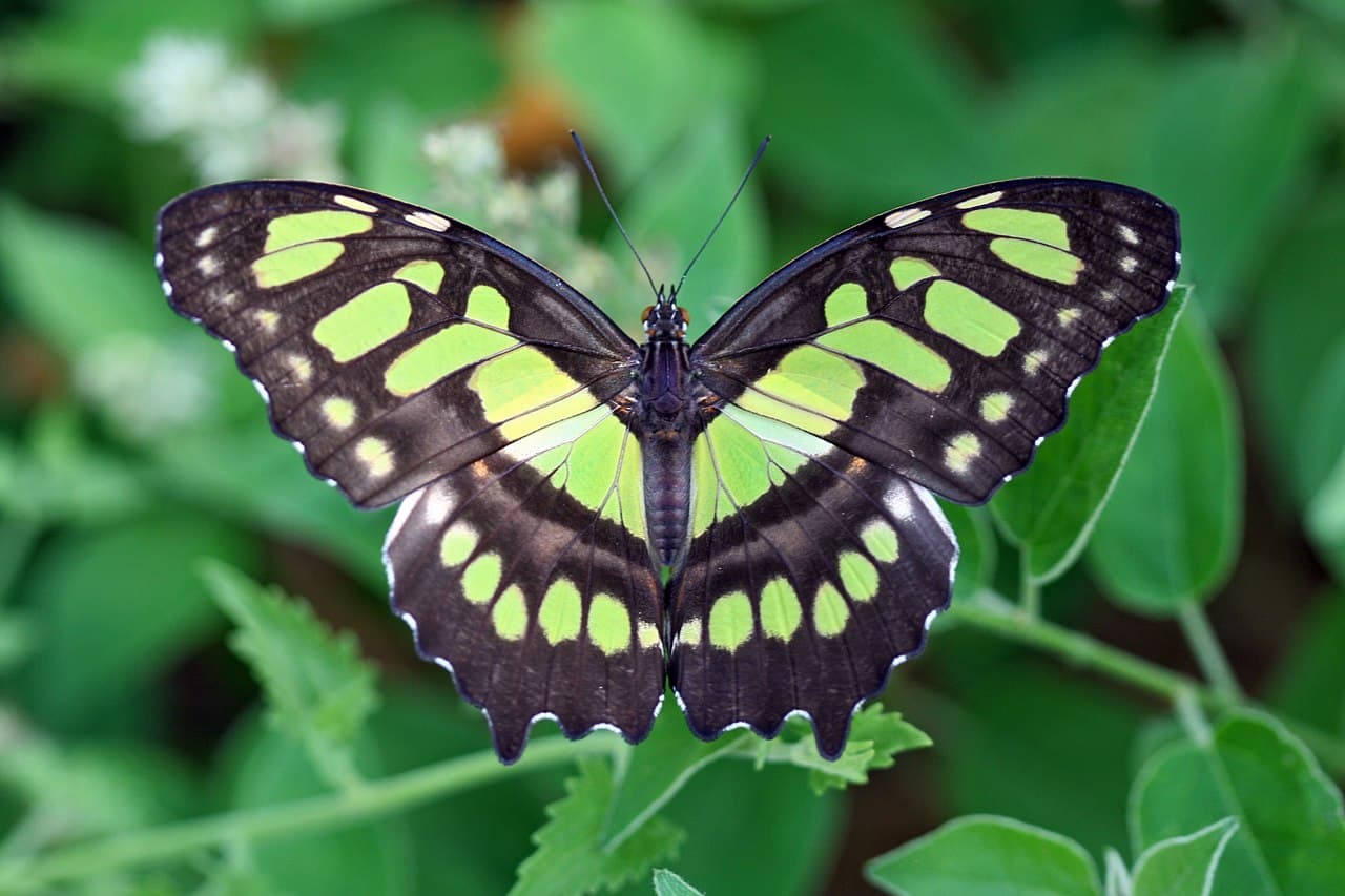 28 Amazing Green Butterflies (Pictures And IDentification)