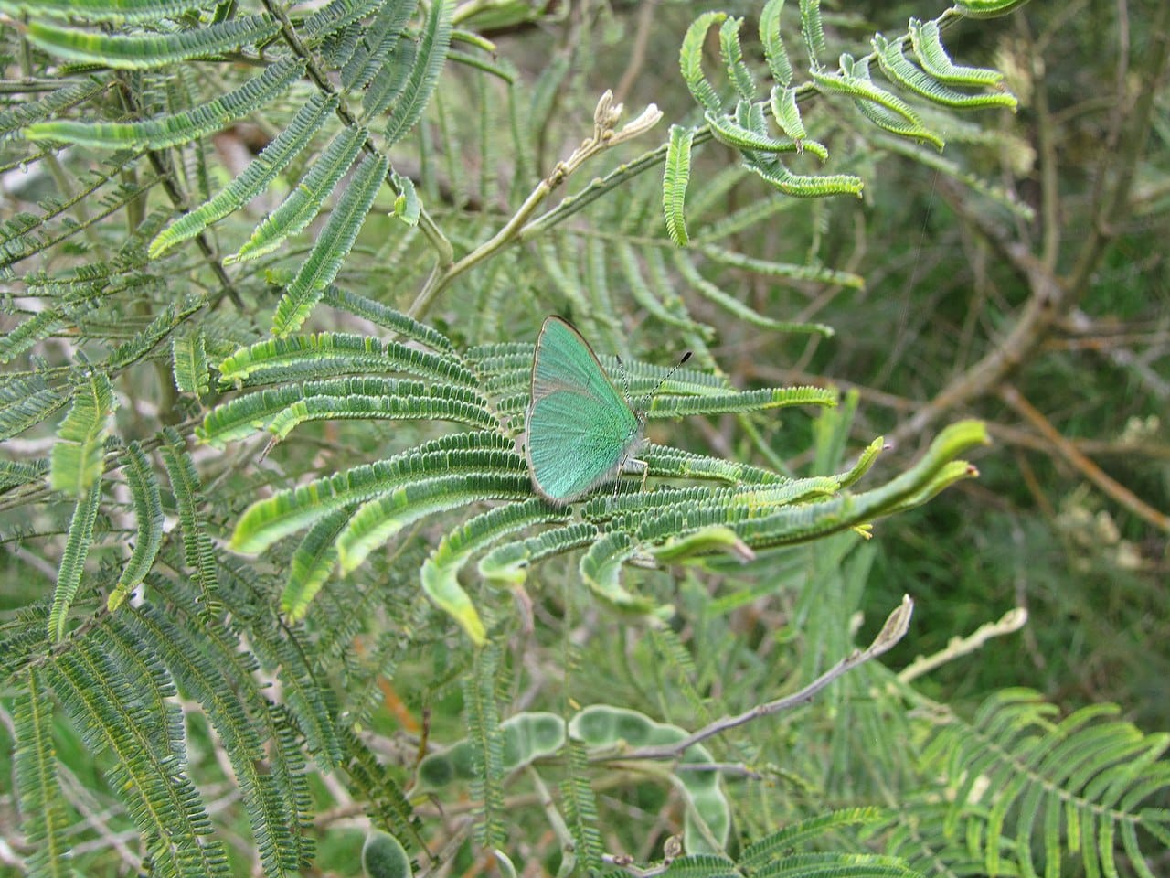 28 Amazing Green Butterflies (Pictures And IDentification)