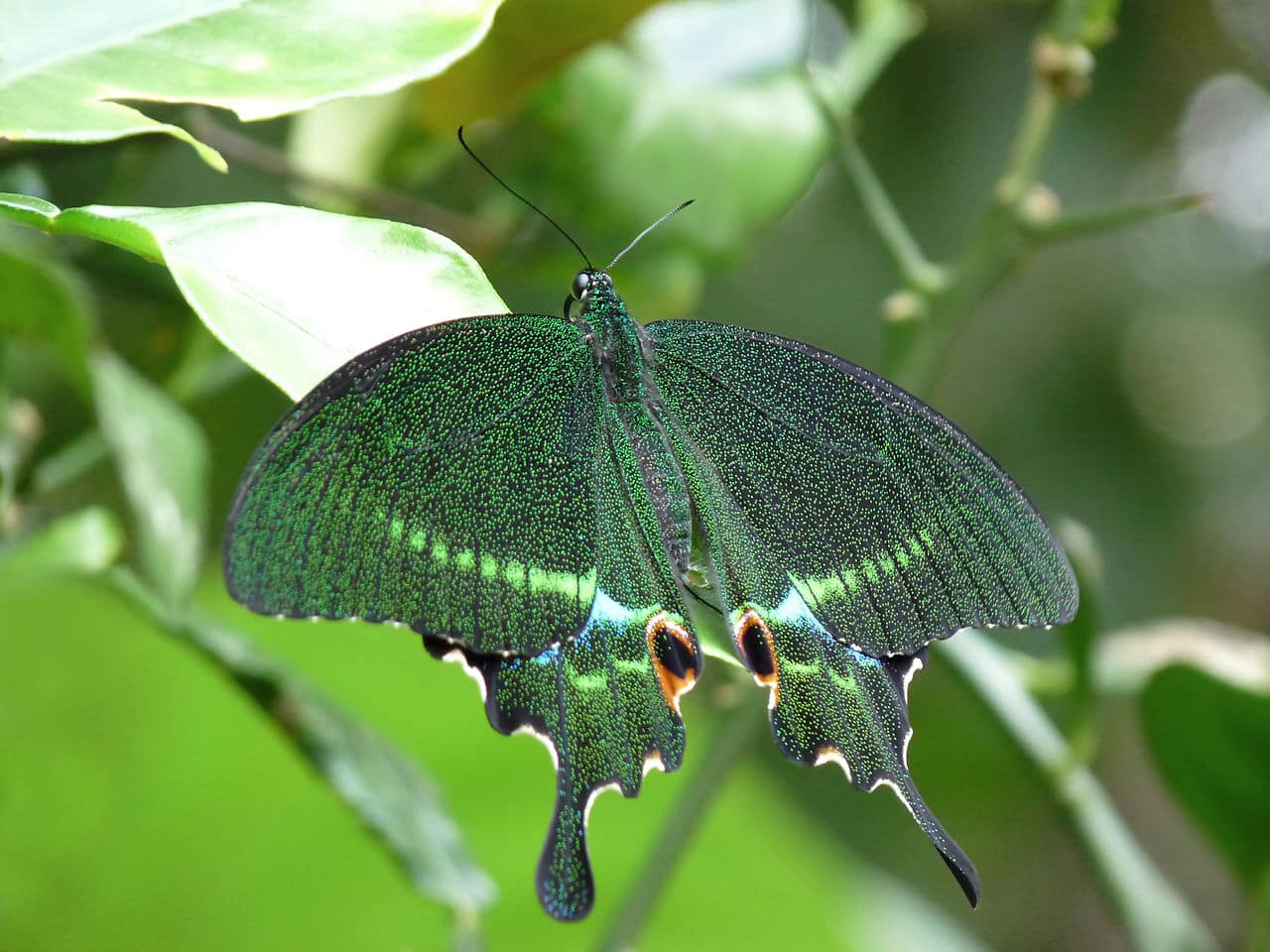 28 Amazing Green Butterflies (Pictures And IDentification)