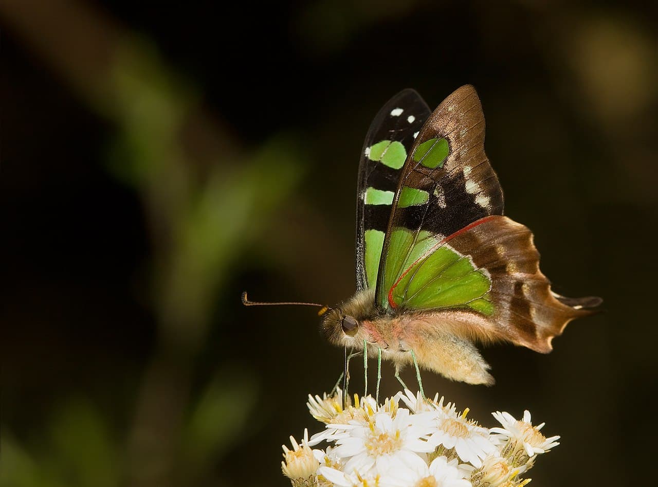 28 Amazing Green Butterflies (Pictures And IDentification)