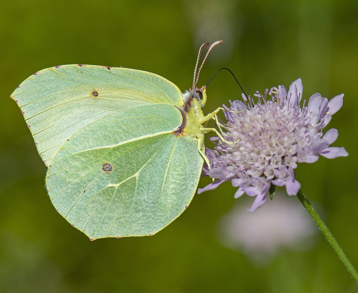 28 Amazing Green Butterflies (Pictures And IDentification)