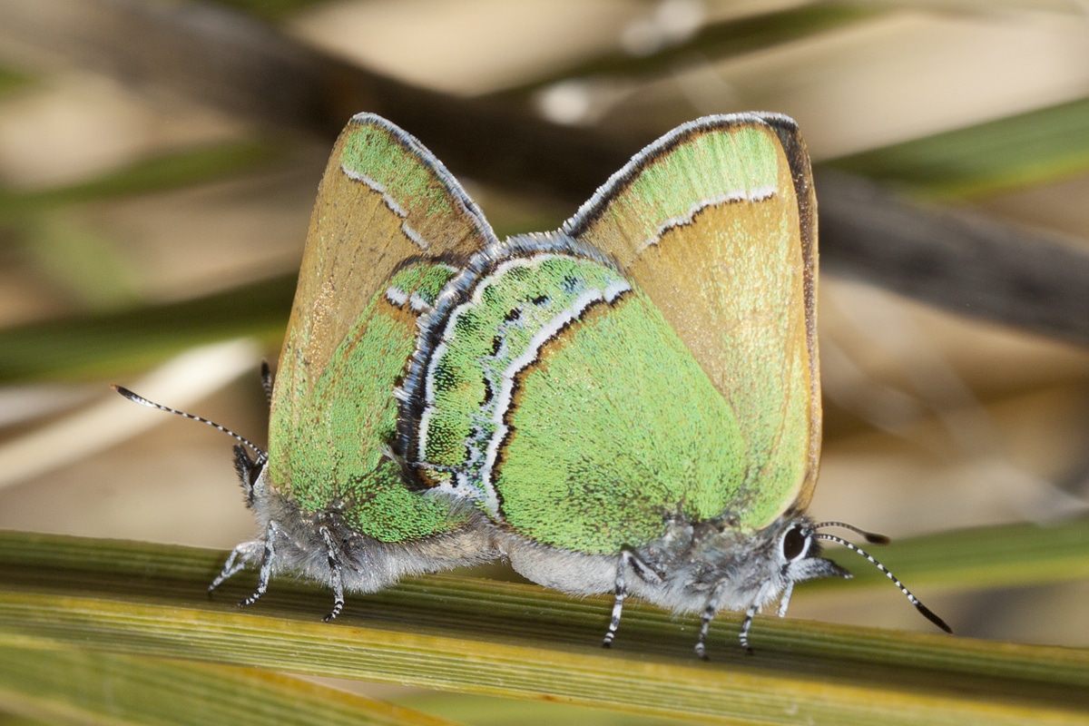 28 Amazing Green Butterflies (Pictures And IDentification)